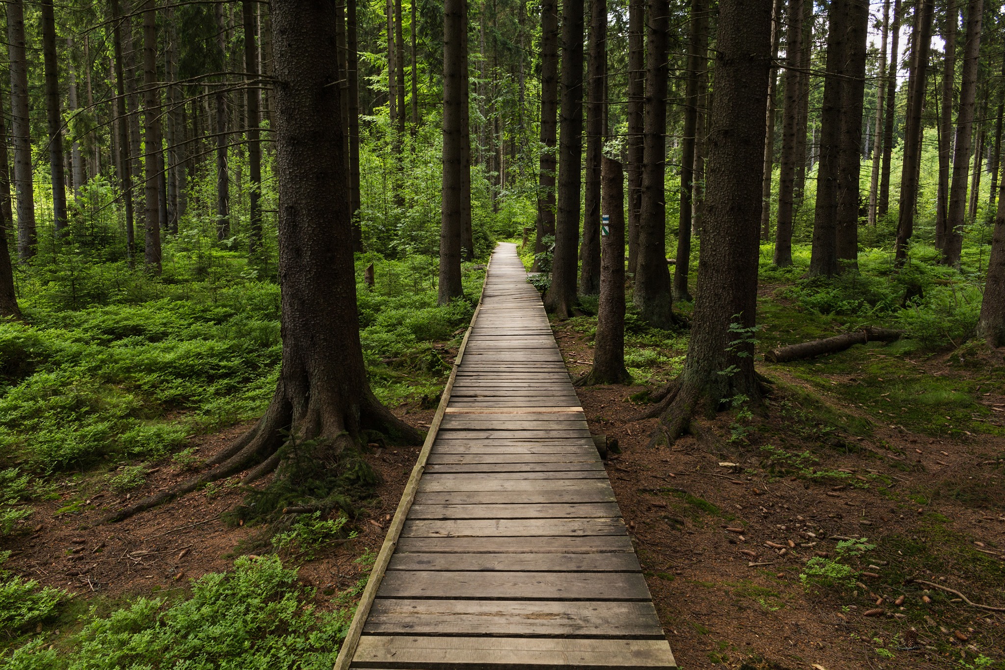 Tuesday Tales: 2021-4-13 Photo Path – Flossie Benton Rogers, Author